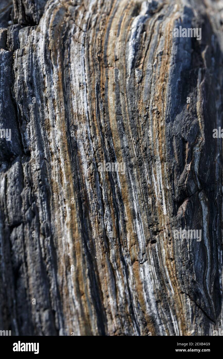 Rock strata background, Roseland Peninsula, Cornwall, UK Stock Photo ...