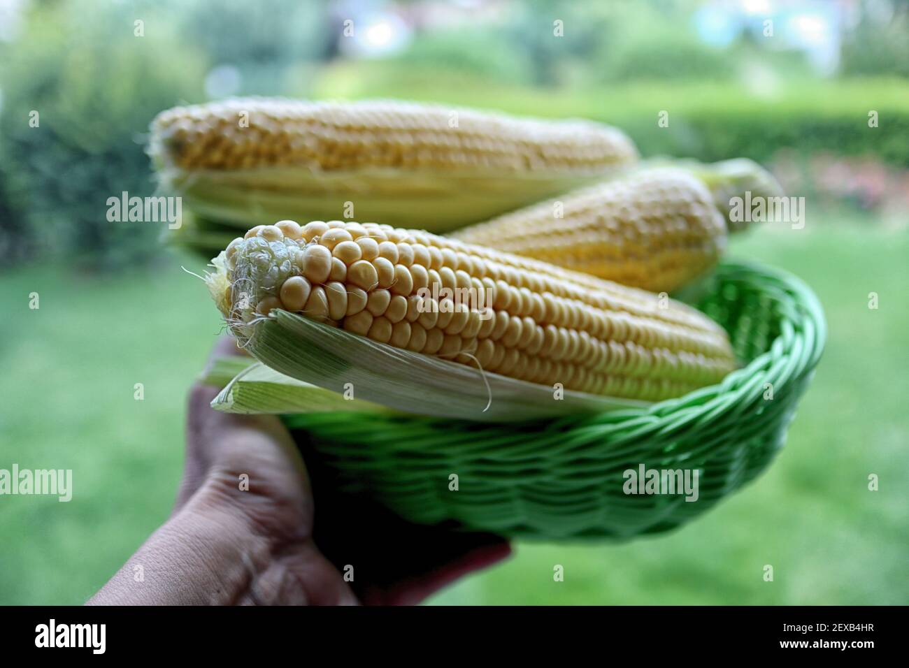 corn is the main food that grows in many regions. It is consumed very ...