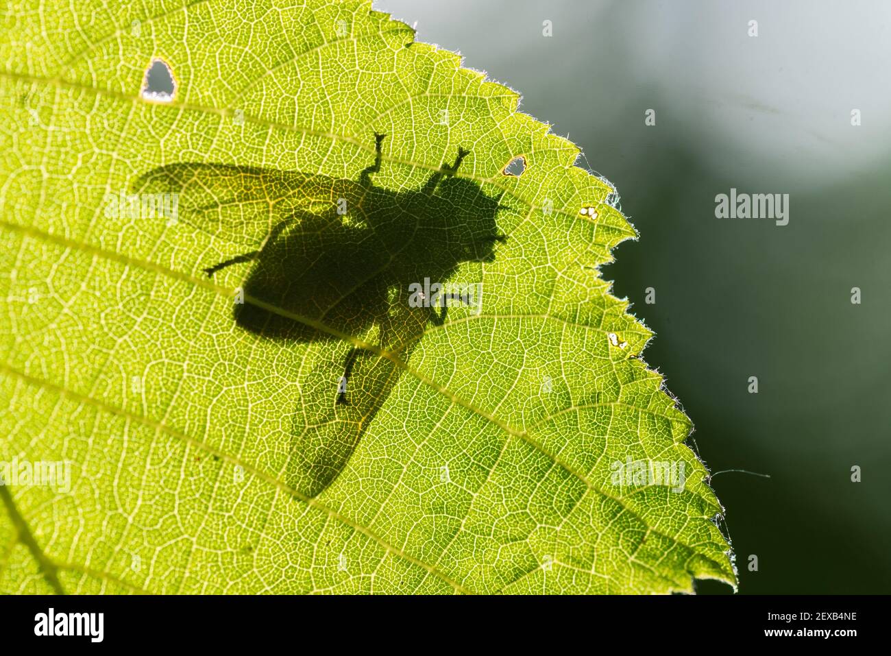 Maple contour hi-res stock photography and images - Alamy