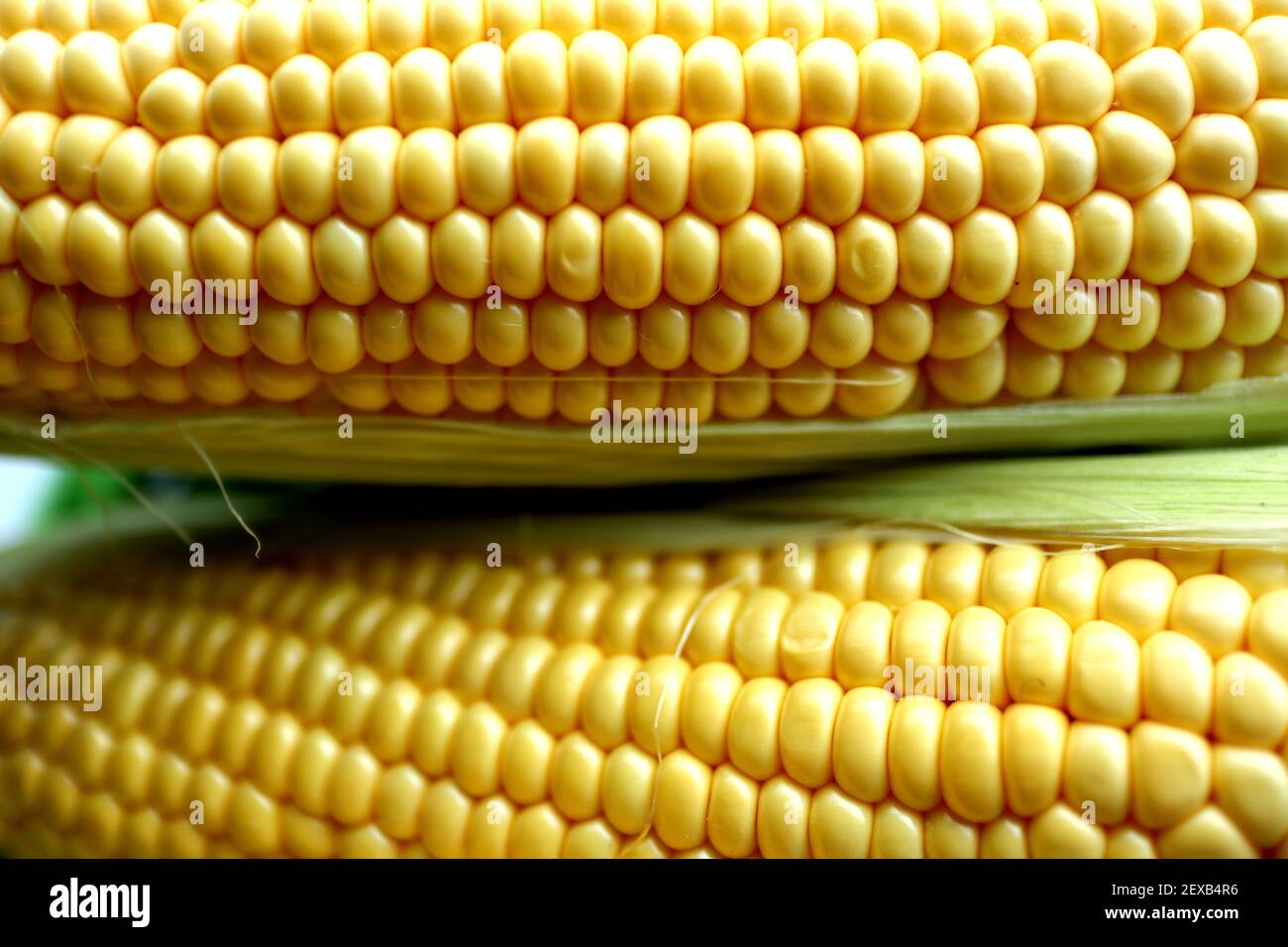 corn is the main food that grows in many regions. It is consumed very ...