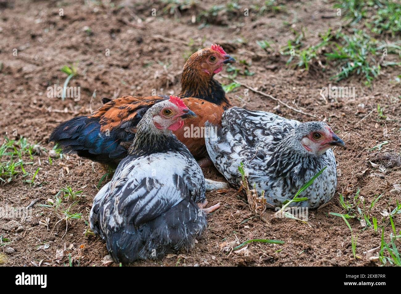 Young Chickens at Kos, Greece Stock Photo - Alamy