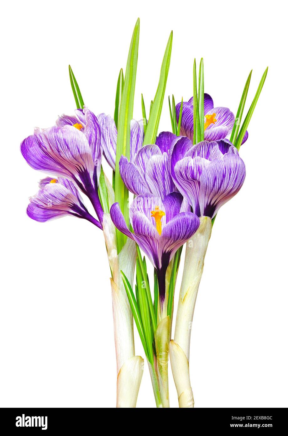 White crocus i hi-res stock photography and images - Alamy