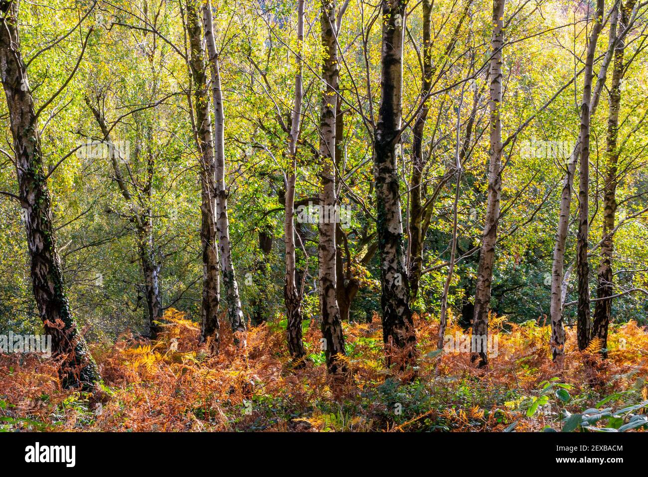 Autumn trees in woodland at Lea Wood near Matlock in the Derbyshire ...