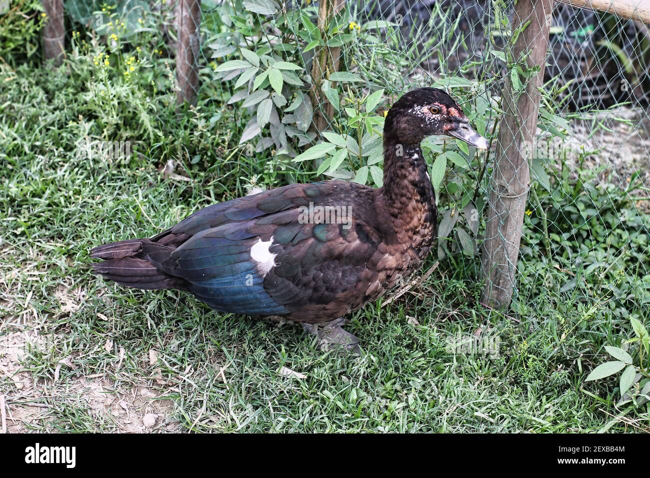 Male domestic muscovy duck hi-res stock photography and images - Alamy