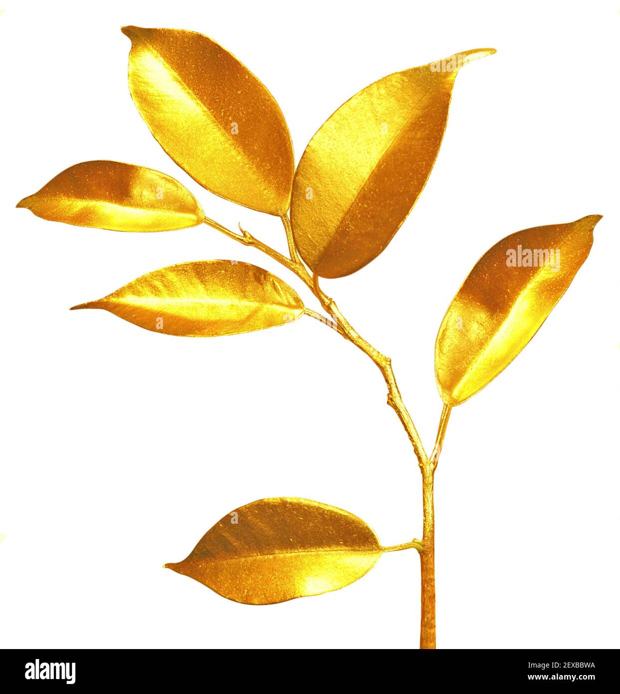 Golden sprouts Cut Out Stock Images & Pictures - Alamy