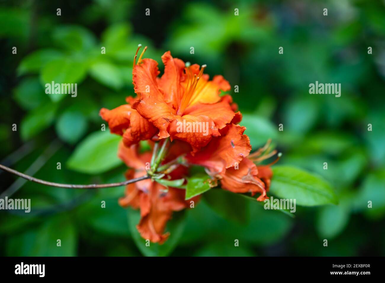 Small red flower on a thin stalk with green background Stock Photo - Alamy