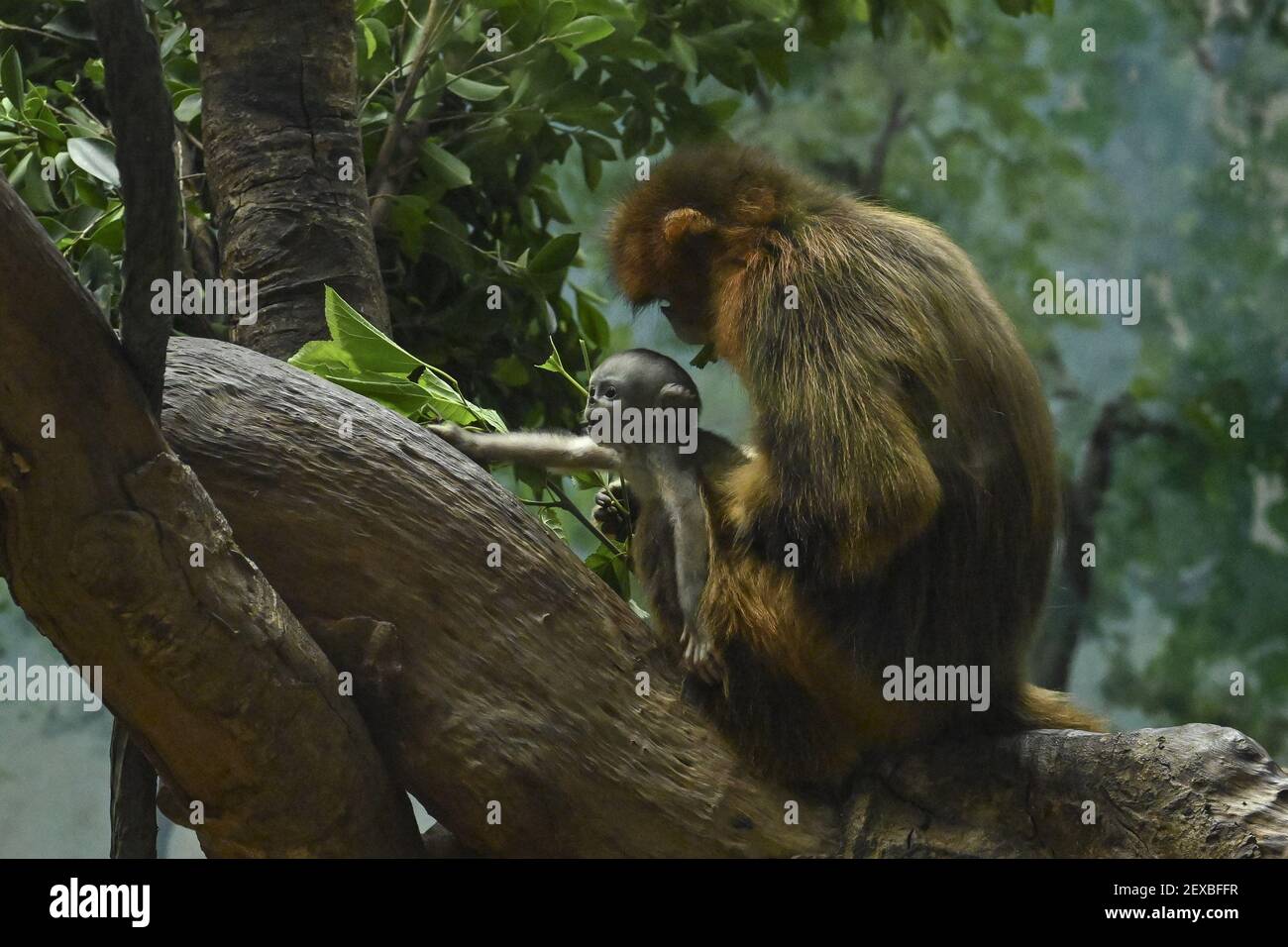 The baby golden snub-nosed monkey meets the tourists in Chimelong ...