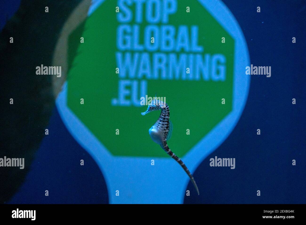 seahorse underwater close up portrait stop global warming sign ...