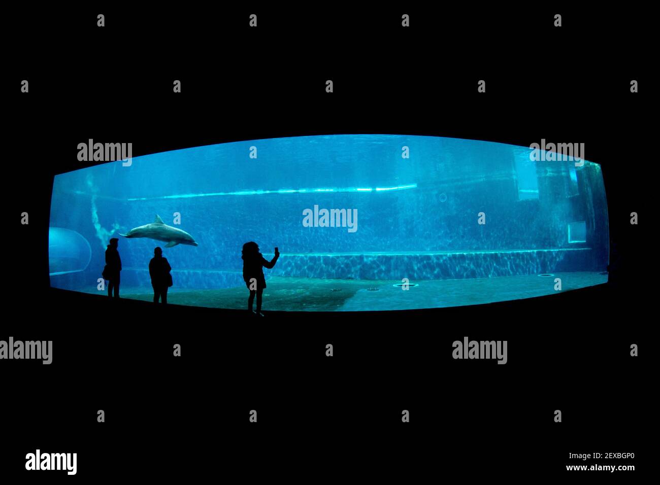 Dolphin tank hi-res stock photography and images - Alamy