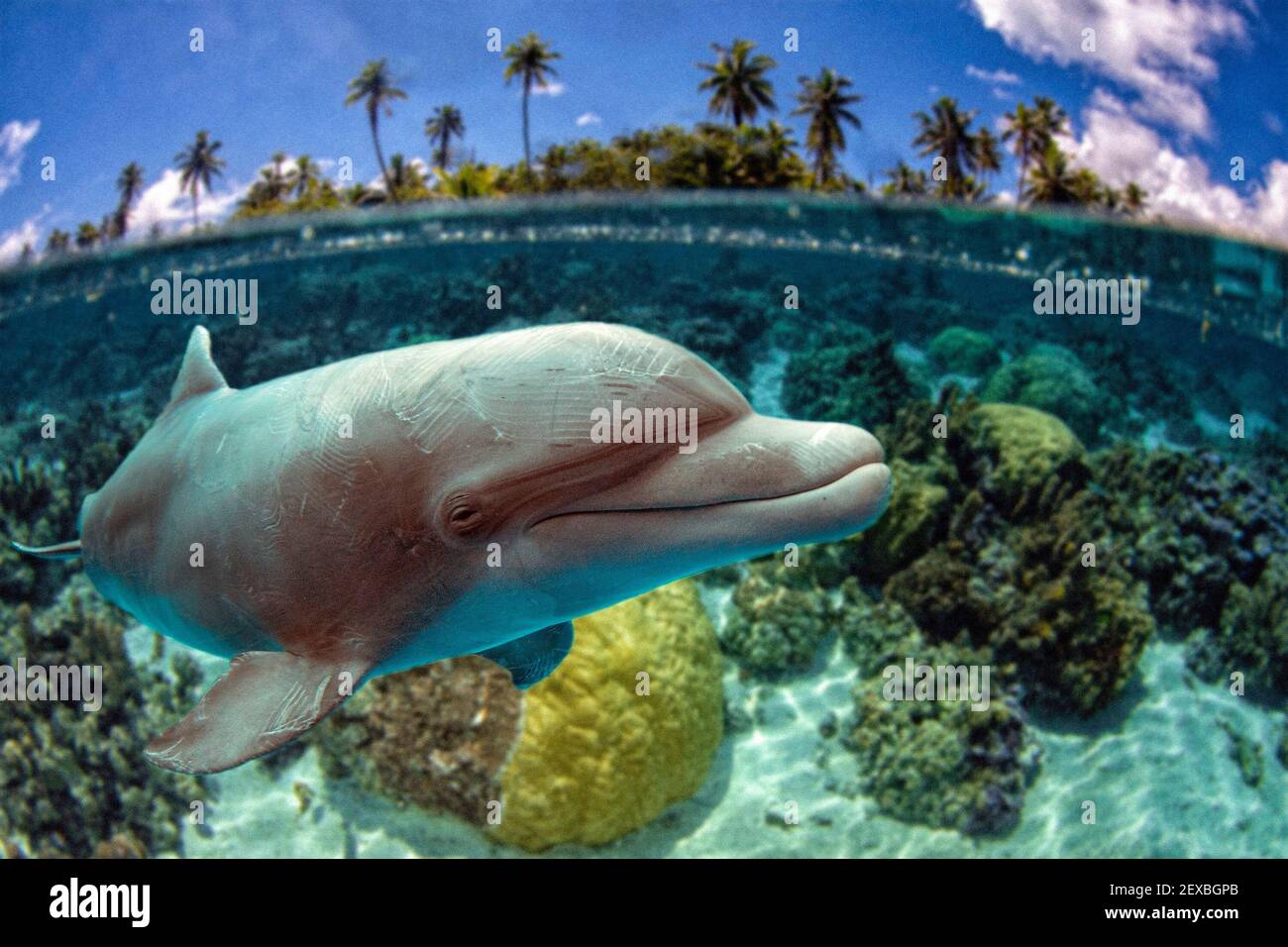 dolphin underwater on the reef background looking at you Stock Photo ...
