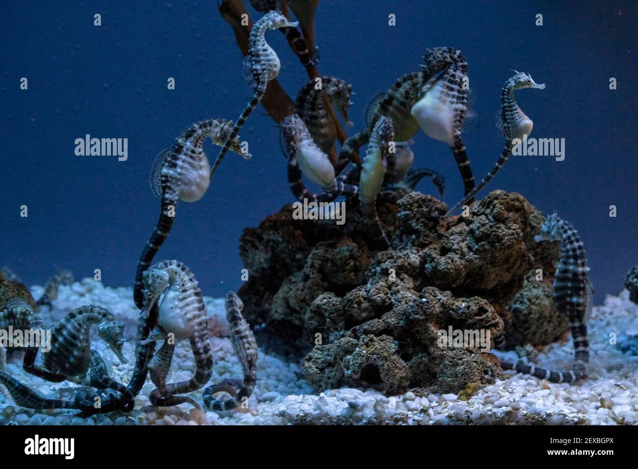 Seahorses wild hi-res stock photography and images - Alamy