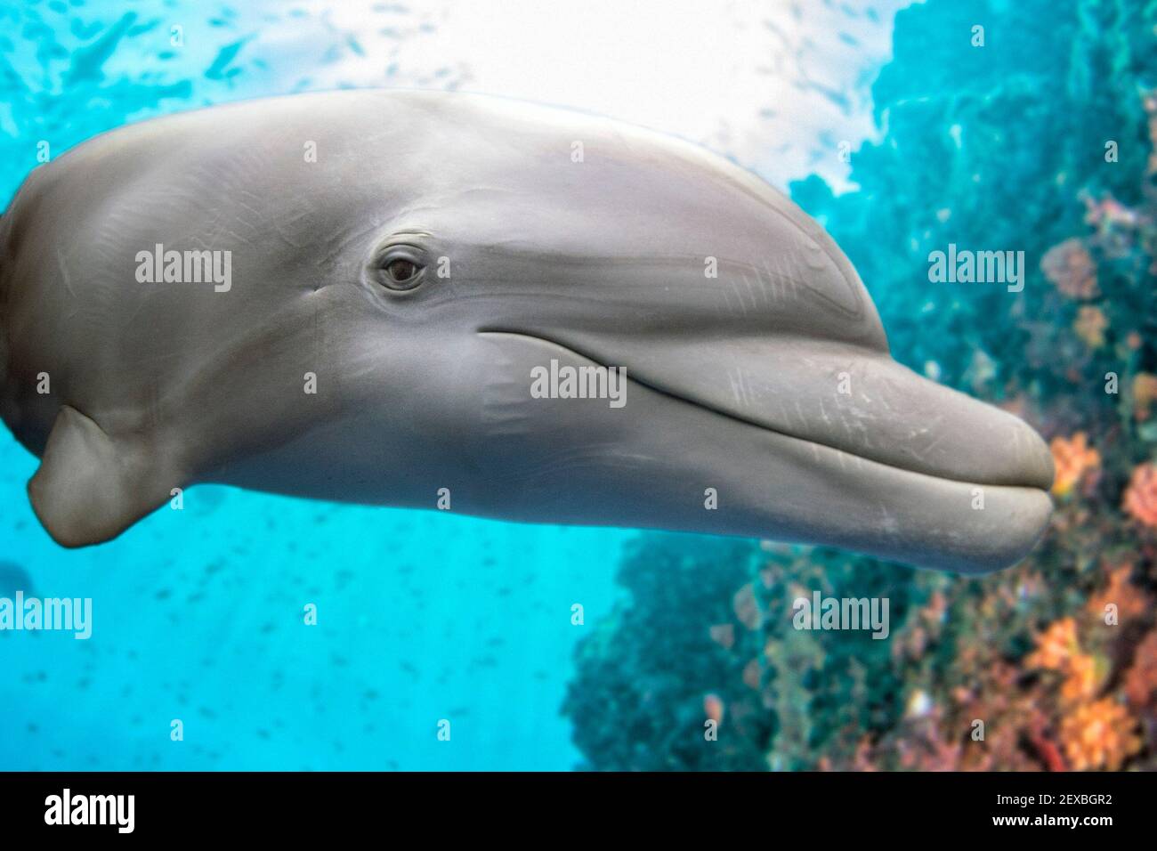 dolphin underwater on the reef background looking at you Stock Photo ...
