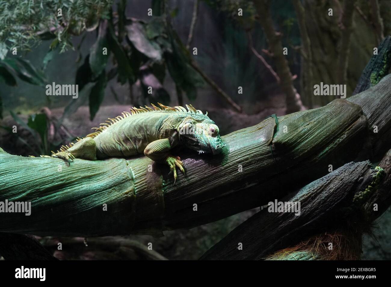 Green Iguana close up portrait looking at you Stock Photo - Alamy
