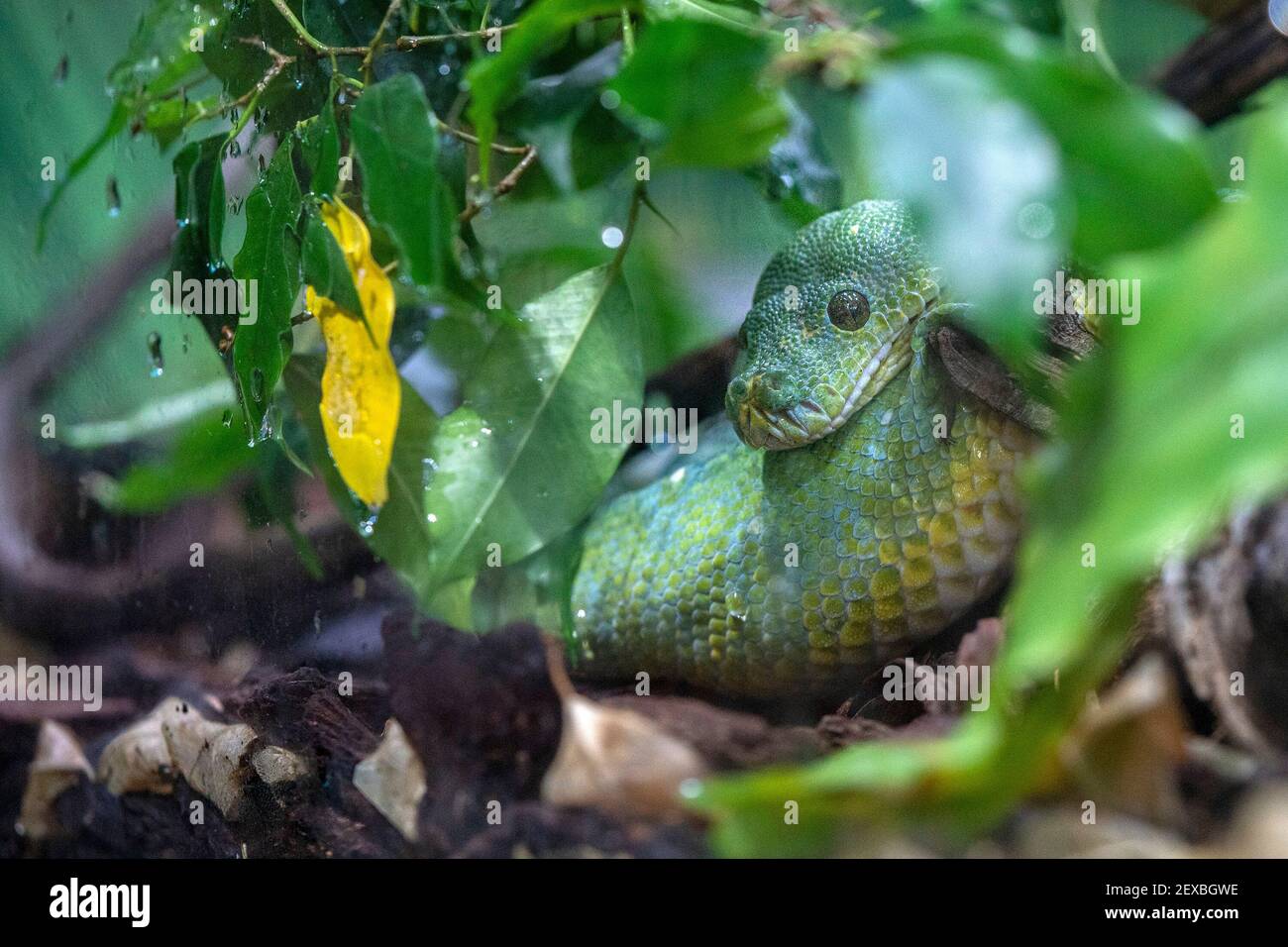 Green python piton snake hiding in the forest tree Stock Photo - Alamy