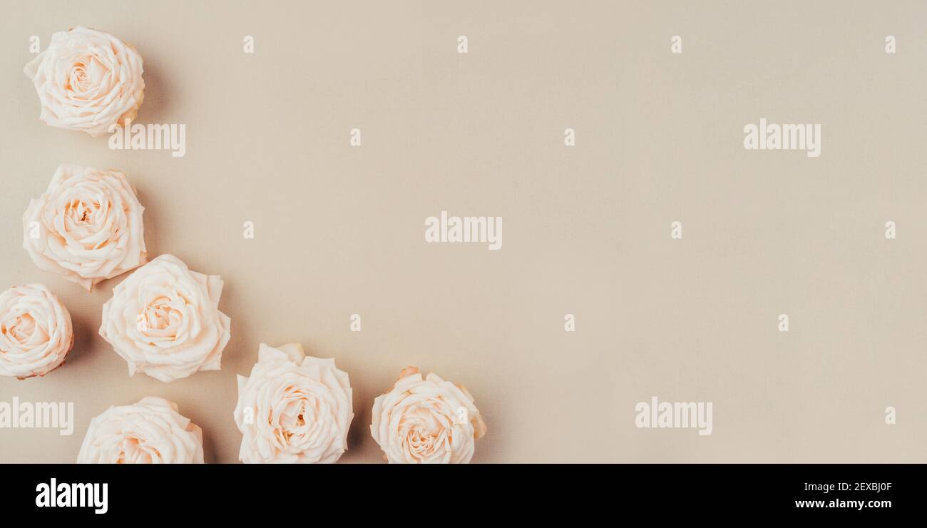 Spring background. Rose flowers on a beige background Stock Photo - Alamy