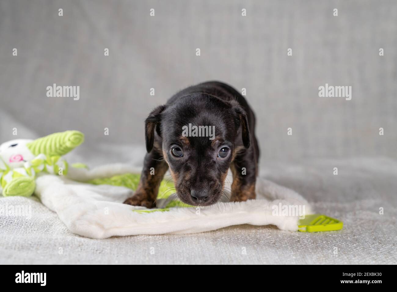 Brown and black, brindle Jack Russell Terrie puppy. Sniff around on a ...