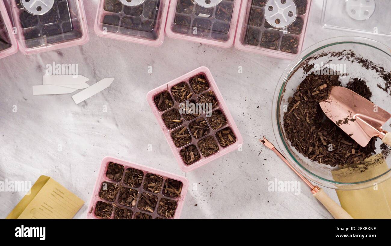 Flat lay. Planting seeds in seed propagator with soil Stock Photo - Alamy