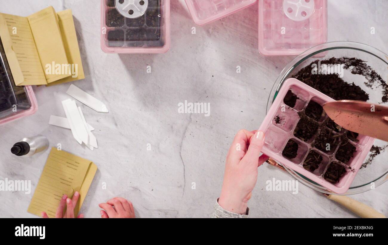 Flat lay. Planting seeds in seed propagator with soil Stock Photo - Alamy