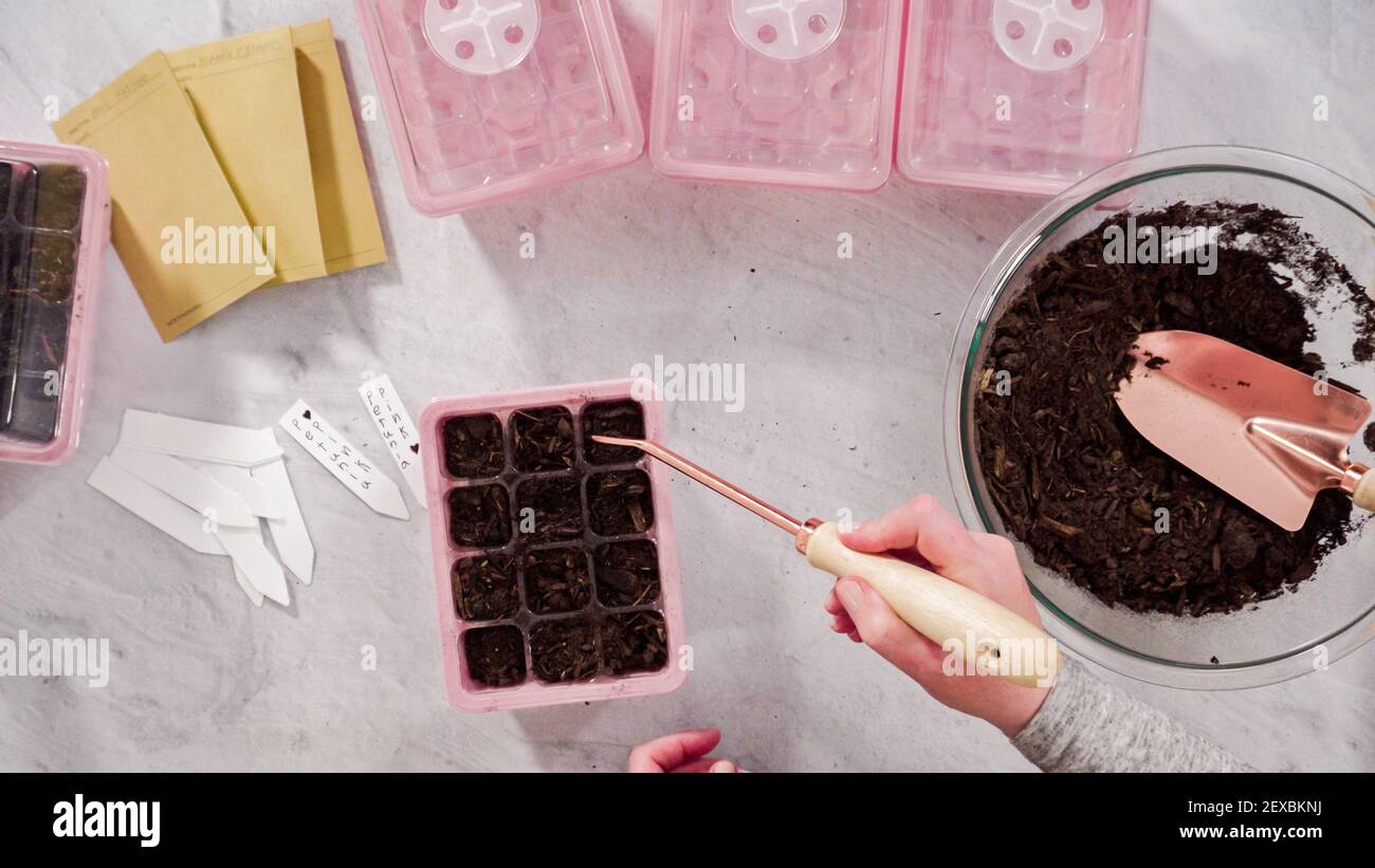 Flat lay. Planting seeds in seed propagator with soil Stock Photo - Alamy