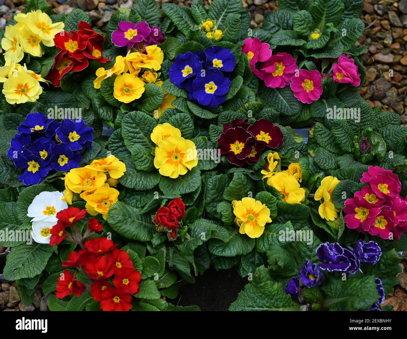 Multicolor Garden Primula Flowers. Tray of Colourful Spring Flowering ...