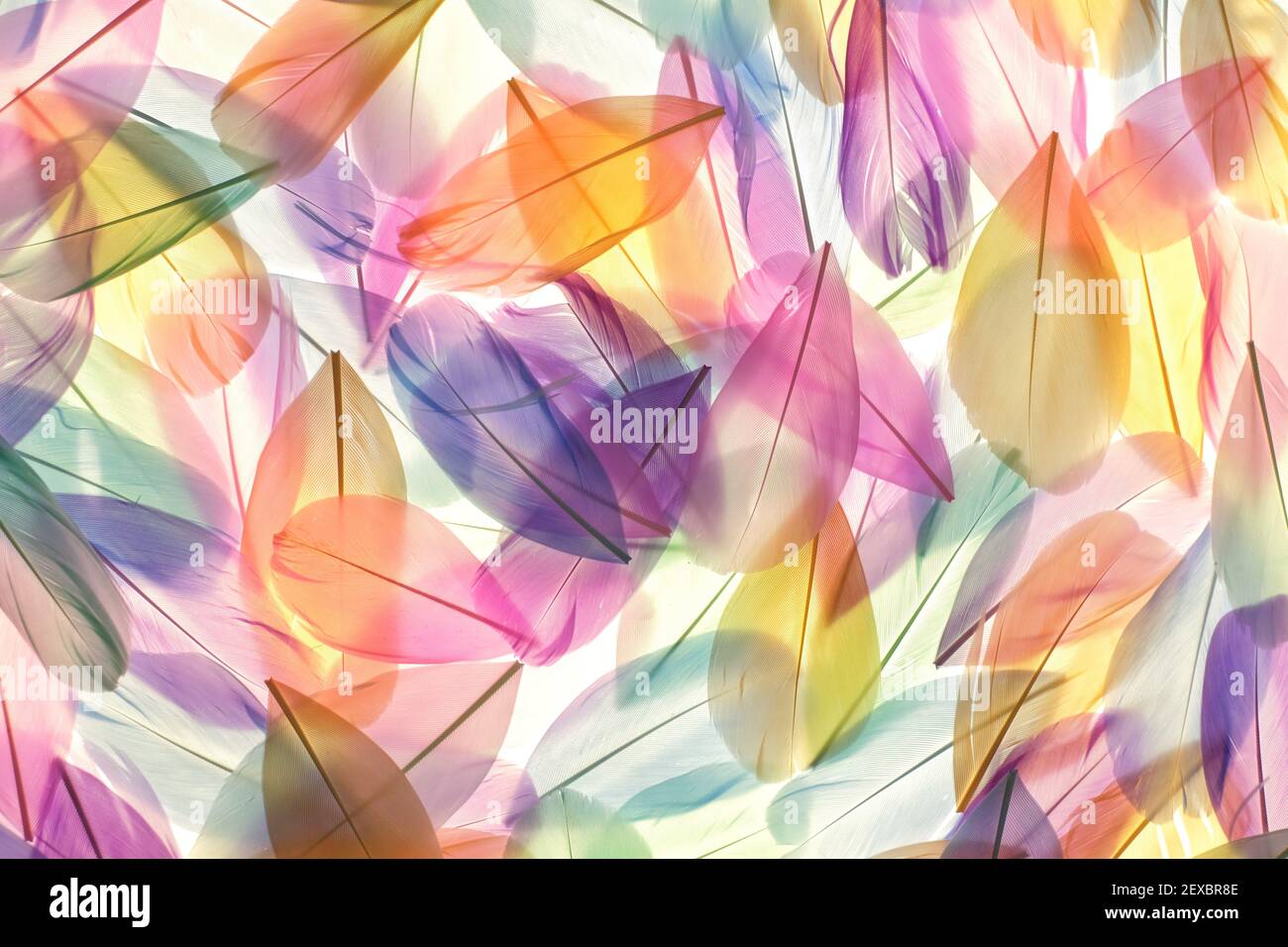 Feathers multicolored background in pastel colors. Feathers set pattern ...