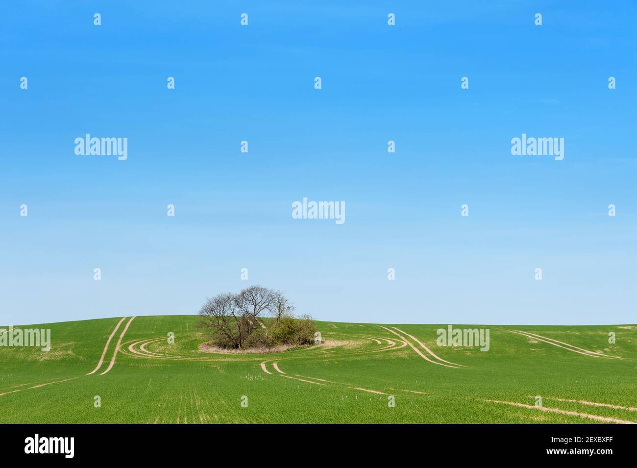 Grain field with track in spring hi-res stock photography and images ...