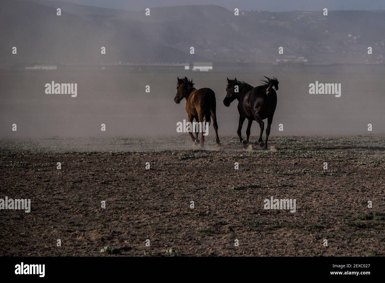 wild horses wandering loose in droves Stock Photo - Alamy