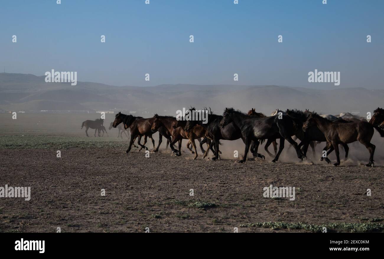 Droves hi-res stock photography and images - Alamy