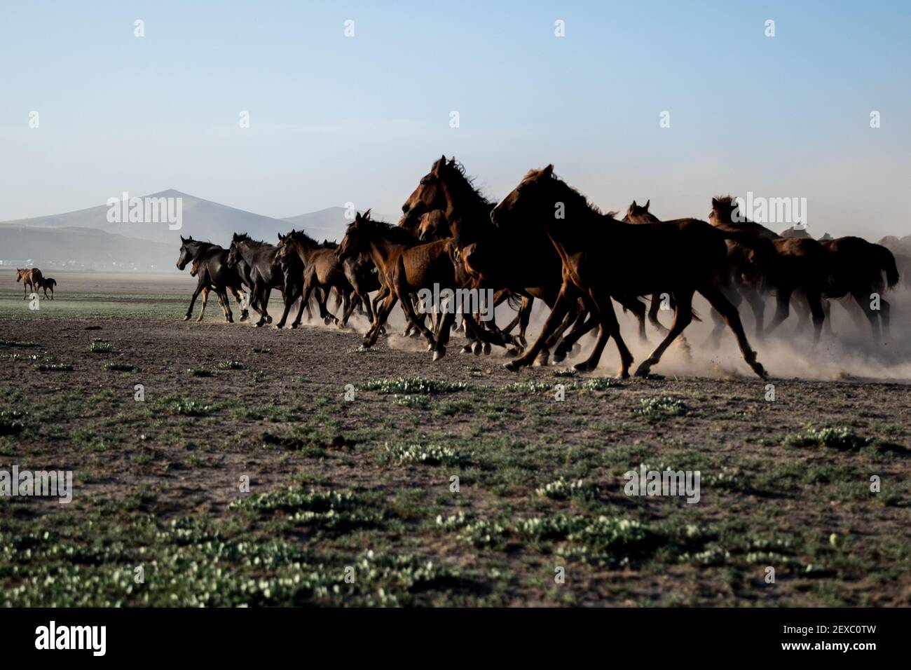 Animal loose motion hi-res stock photography and images - Alamy