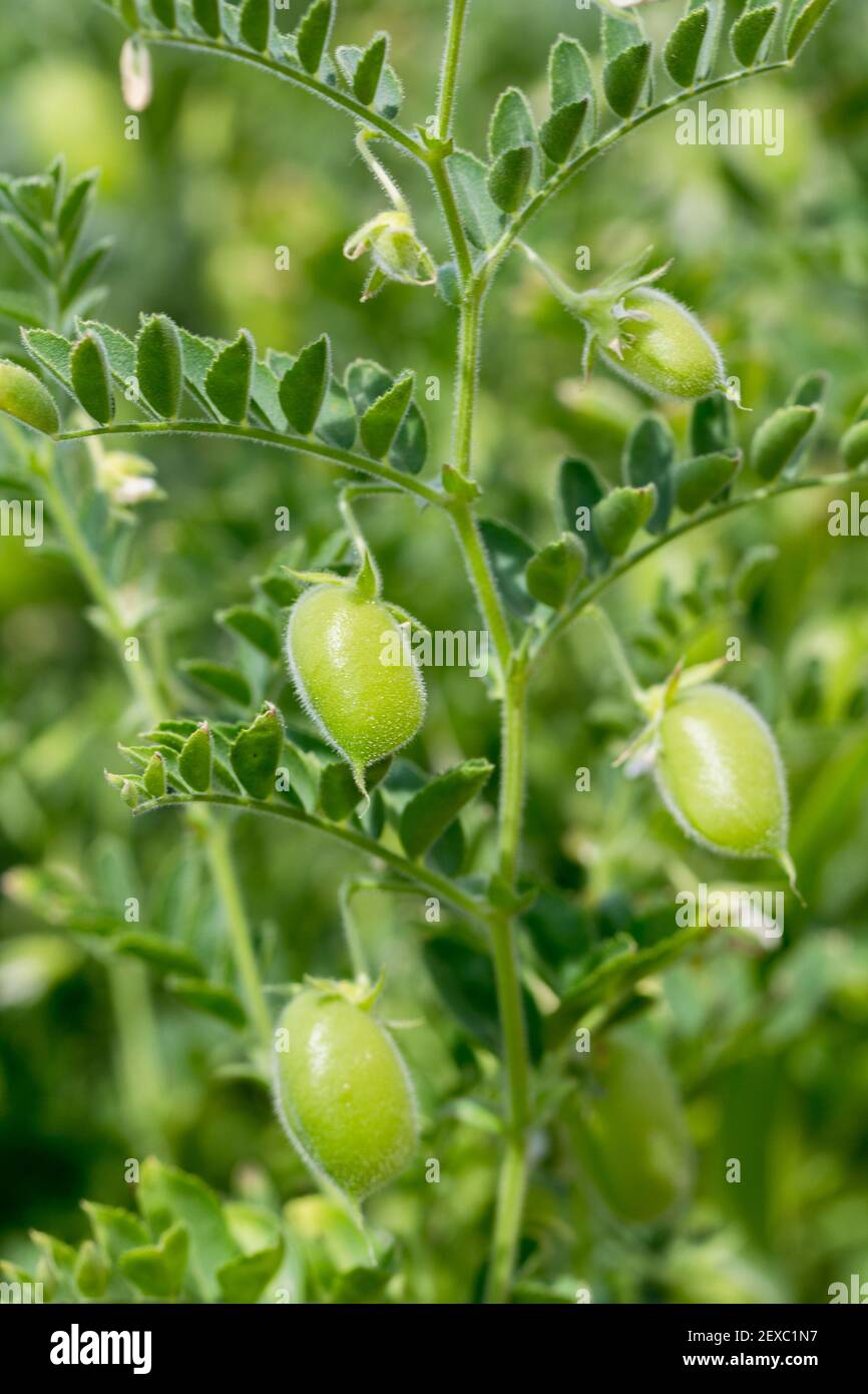 Green pod chickpea are growing on the field Stock Photo - Alamy