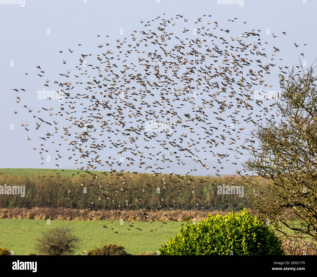 Mass bird migration hi-res stock photography and images - Alamy