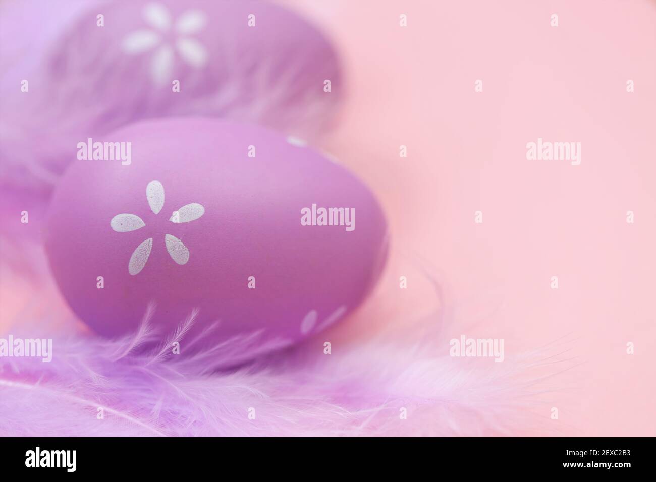 Easter holiday.Easter lilac eggs close-up and purple feathers on a ...