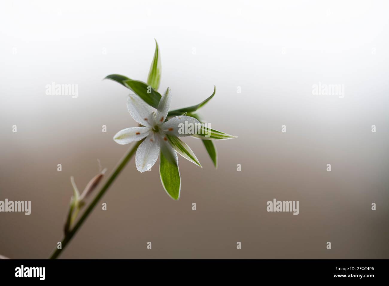 Flower of a Spider plant (Chlorophytum comosum Stock Photo - Alamy