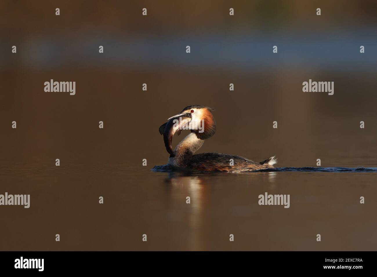 The great crested grebe is a member of the grebe family of water birds ...