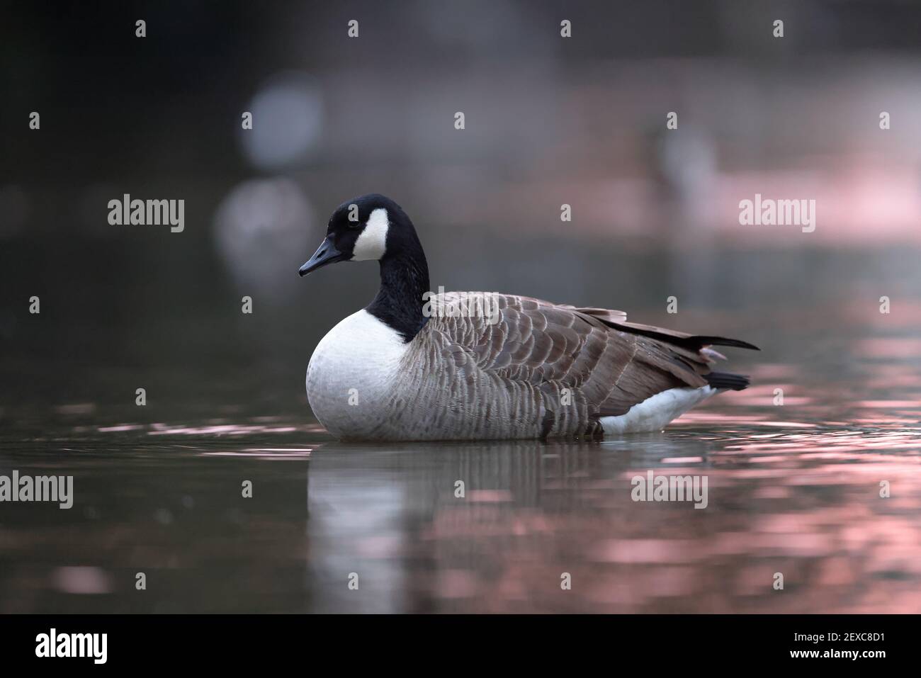 The Canada goose is a large wild goose with a black head and neck ...