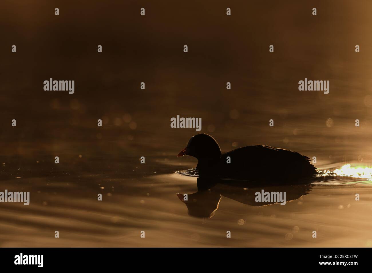 The Eurasian coot, also known as the common coot, or Australian coot ...