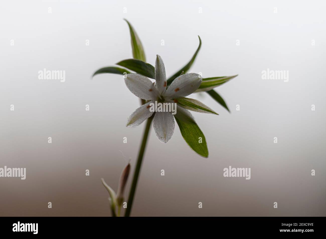 Flower of a Spider plant (Chlorophytum comosum Stock Photo - Alamy