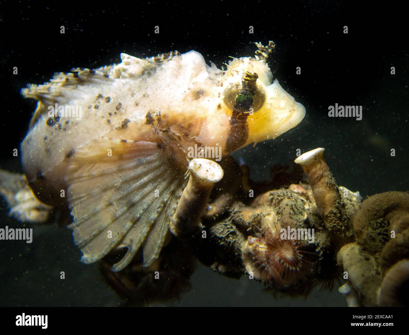 Sculpin hi-res stock photography and images - Alamy