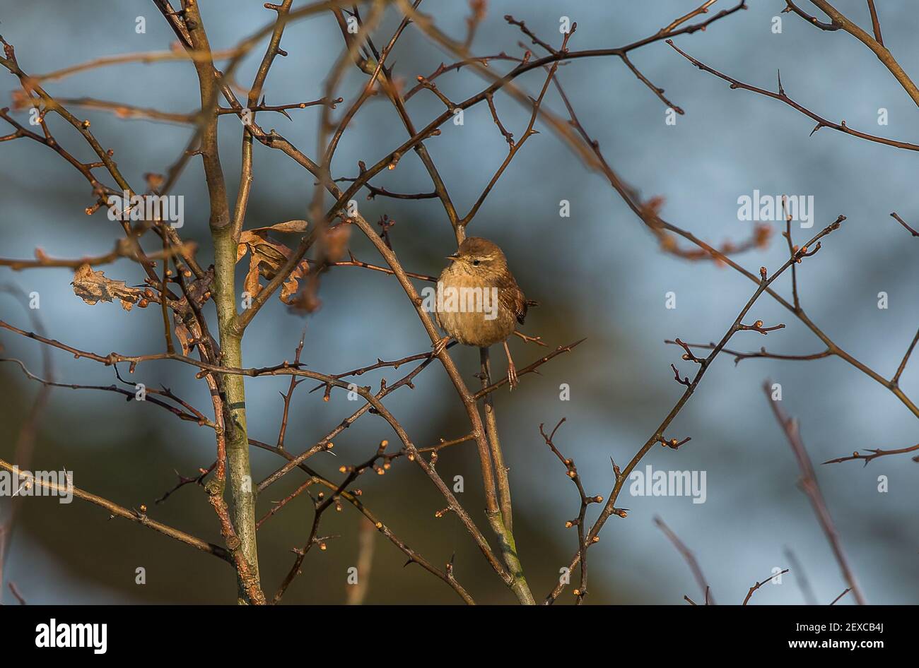 Wren captured in open countryside hi-res stock photography and images ...