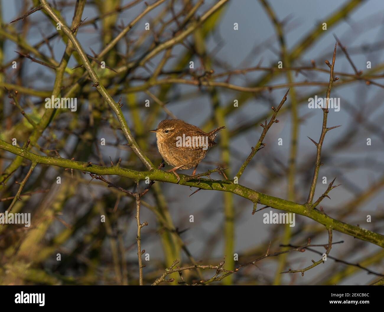 Wren captured in open countryside hi-res stock photography and images ...