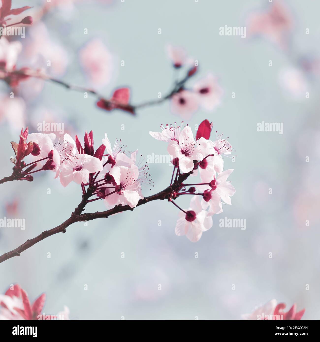 Sakura season in hi-res stock photography and images - Alamy