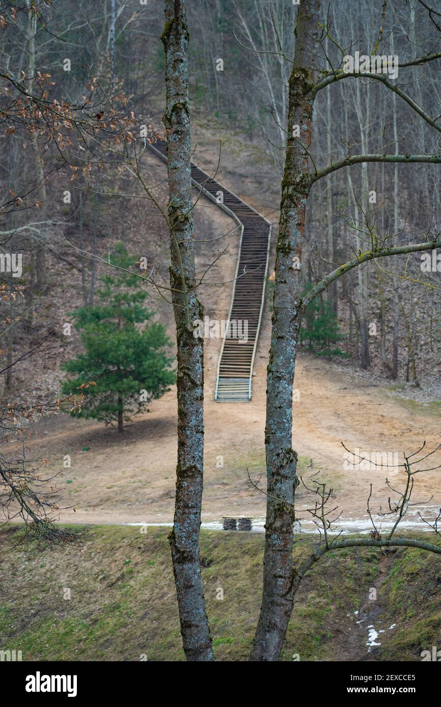 Healthy tree trunks hi-res stock photography and images - Alamy