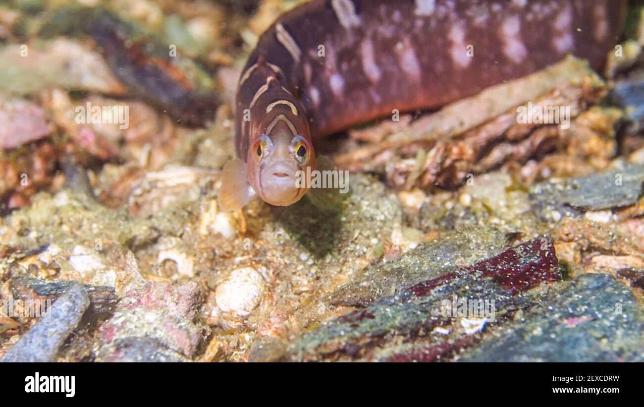 Gunnel fish alaska hi-res stock photography and images - Alamy