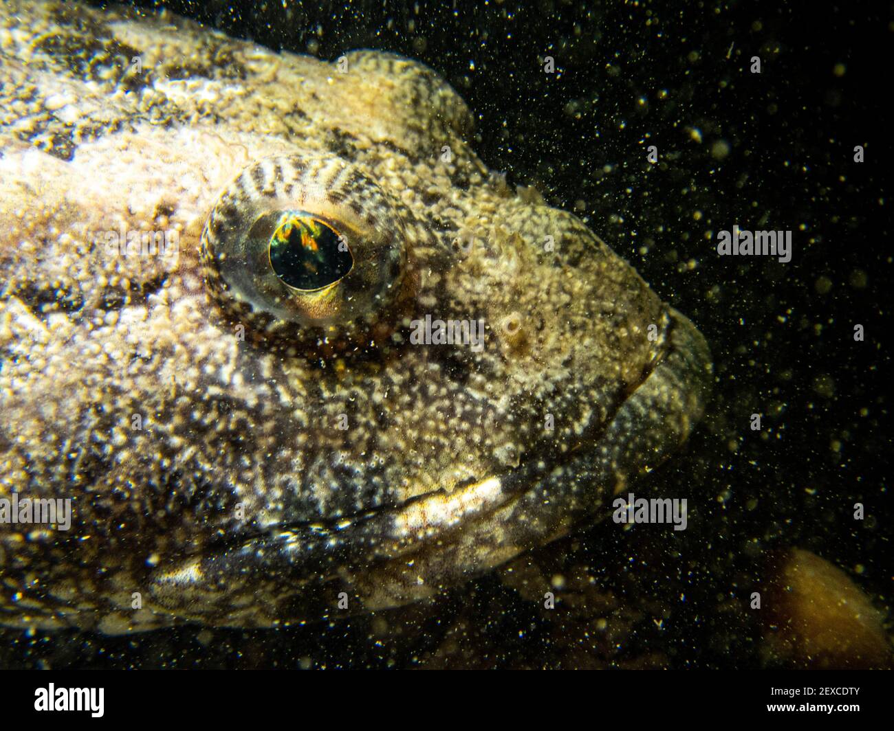 Amphibian fish hi-res stock photography and images - Alamy
