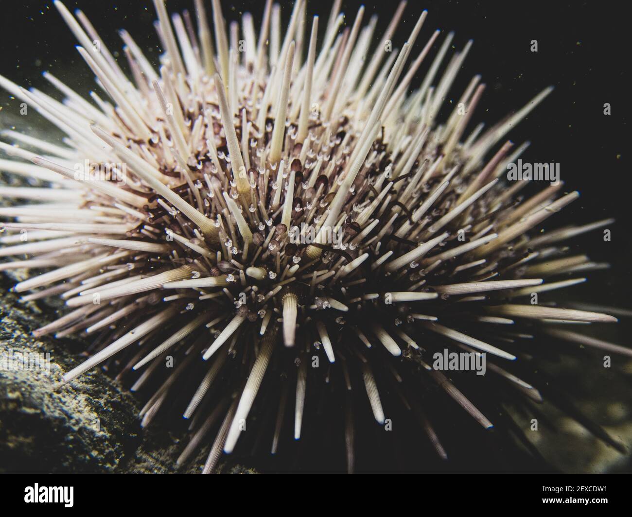 Purple Sea Urchin Close Up Underwater Southeast Alaska, USA Stock Photo ...
