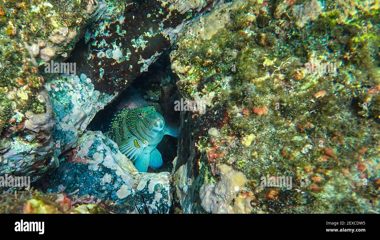 Giant Hawkfish in Rocks Underwater in Guanacaste, Costa Rica Stock ...