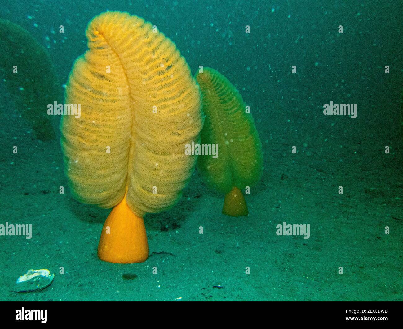 Sea pens hi-res stock photography and images - Alamy
