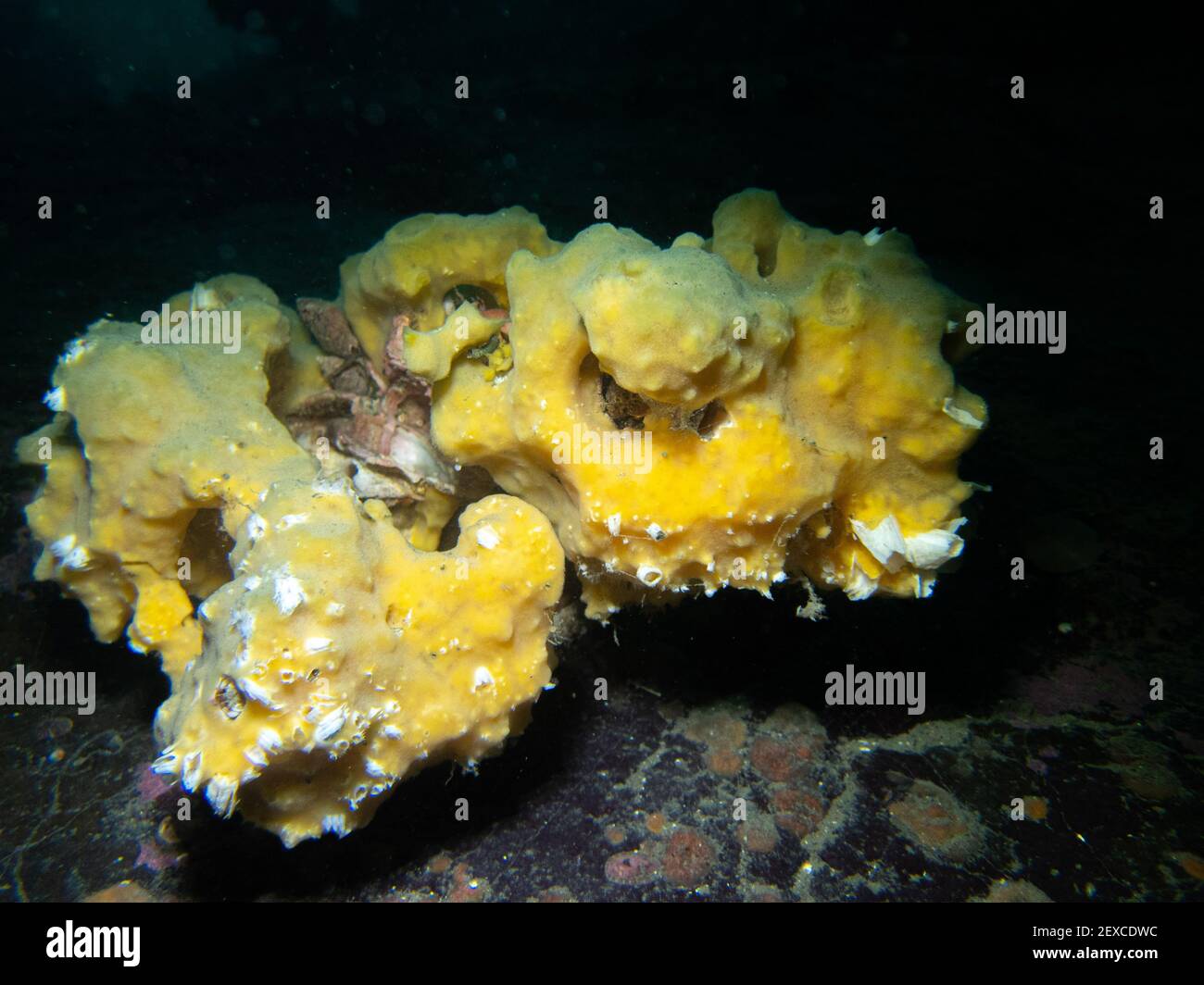 Cloud Sponge with Dark Background Underwater in Southeast Alaska, USA ...