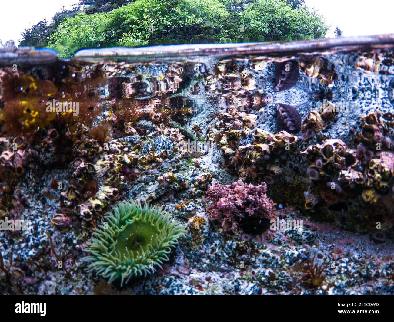 Intertidal - Tide Pool - with Colorful Animals in Southeast Alaska,USA ...