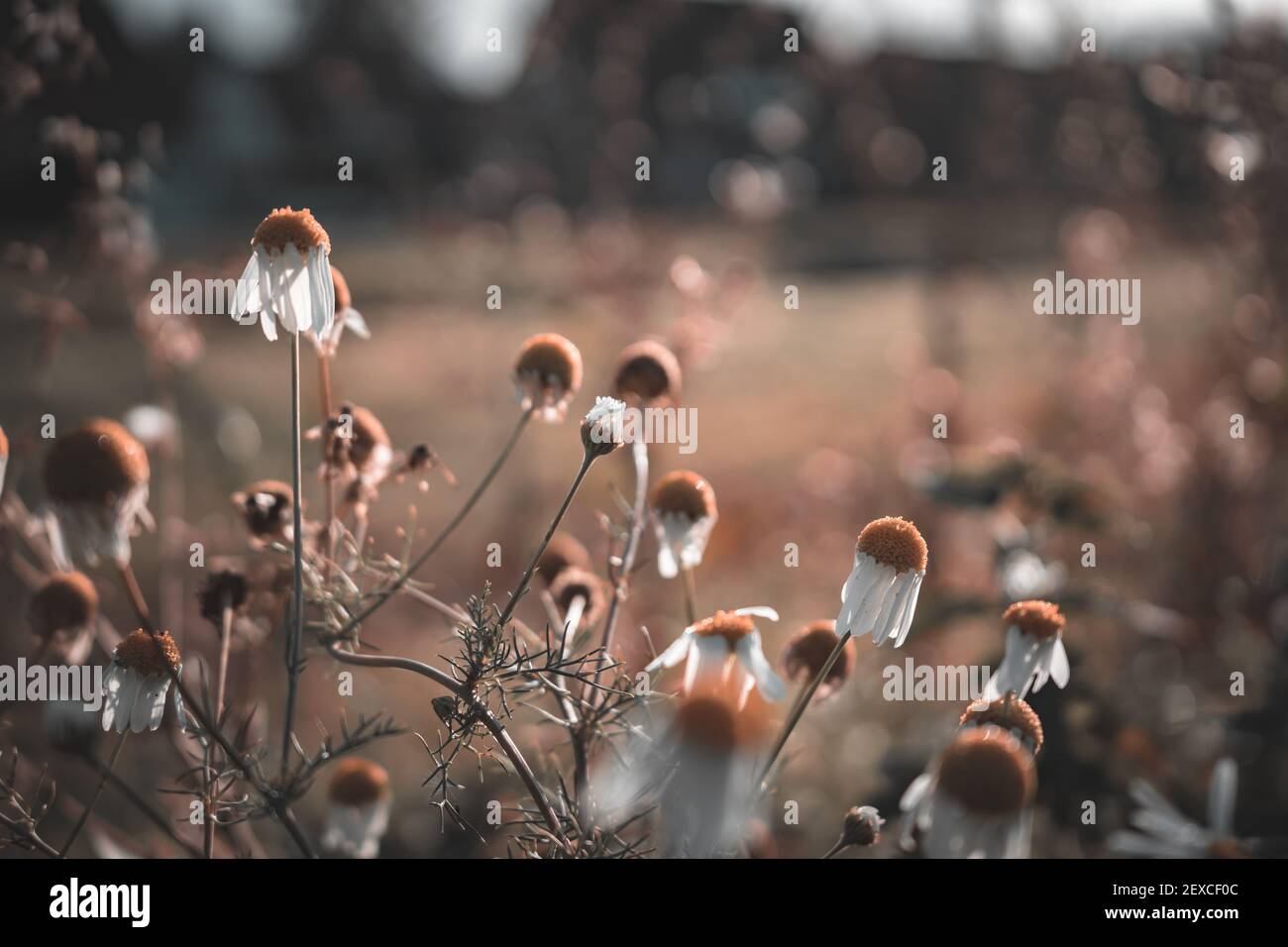 Withered daisy flower hi-res stock photography and images - Alamy
